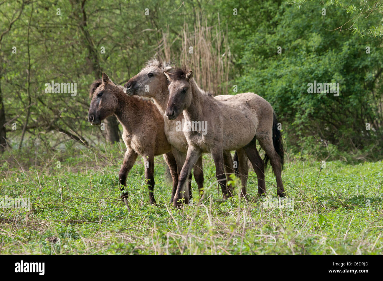 Konik wild horse animal The Netherlands wildlife Stock Photo - Alamy