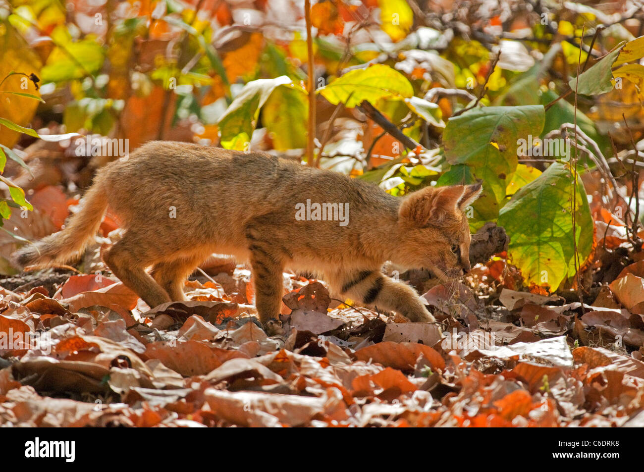 Jungle cat in india hi-res stock photography and images - Alamy