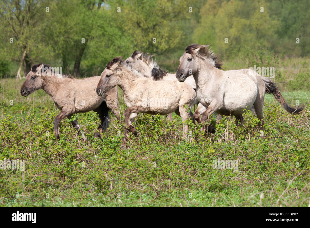 Konik wild horse animal The Netherlands wildlife Stock Photo - Alamy