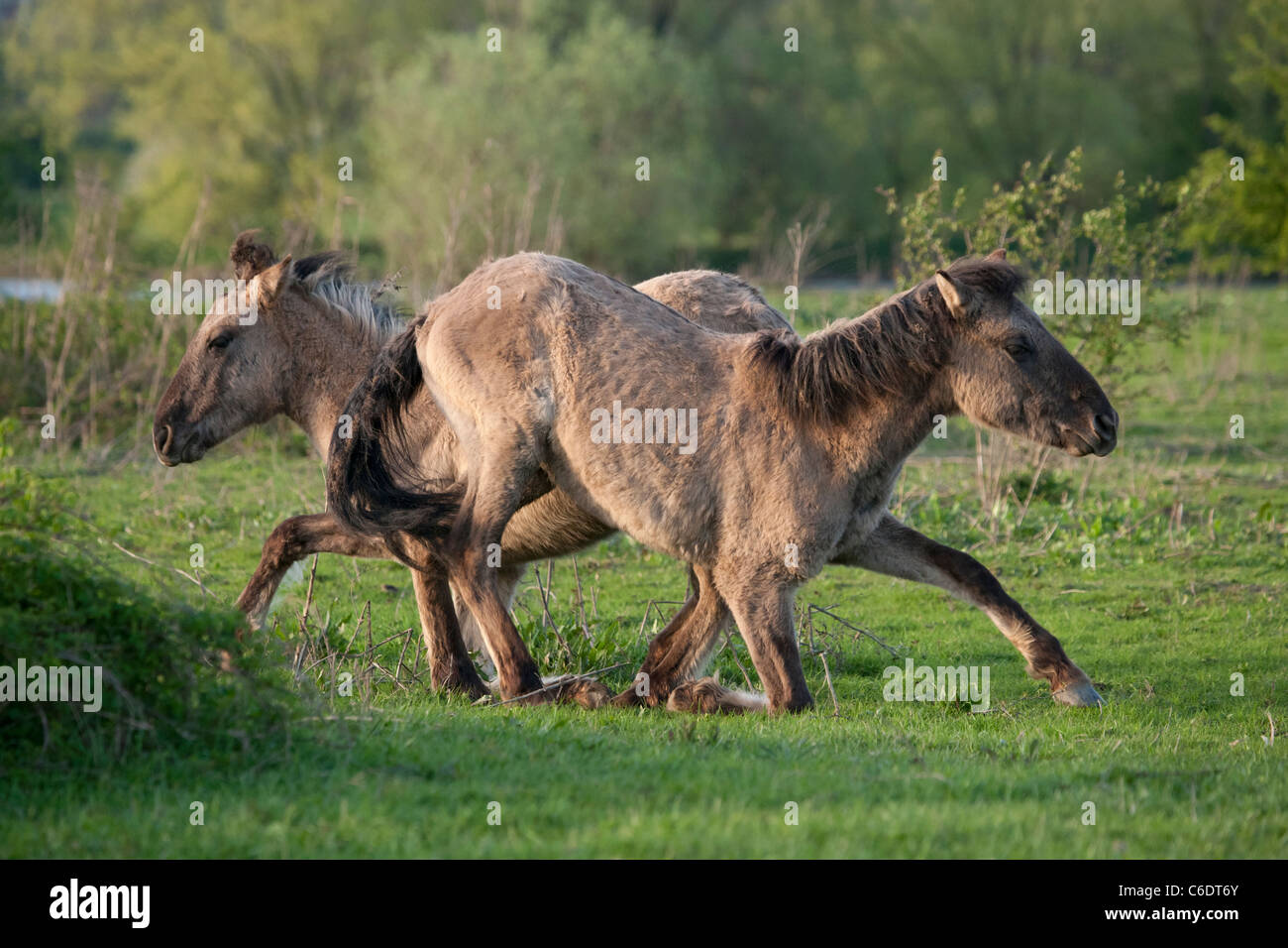 Konik wild horse animal The Netherlands wildlife Stock Photo - Alamy