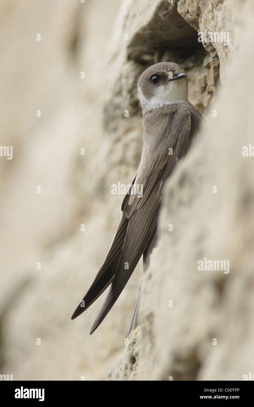 Sand martin uk nest hole hi-res stock photography and images - Alamy