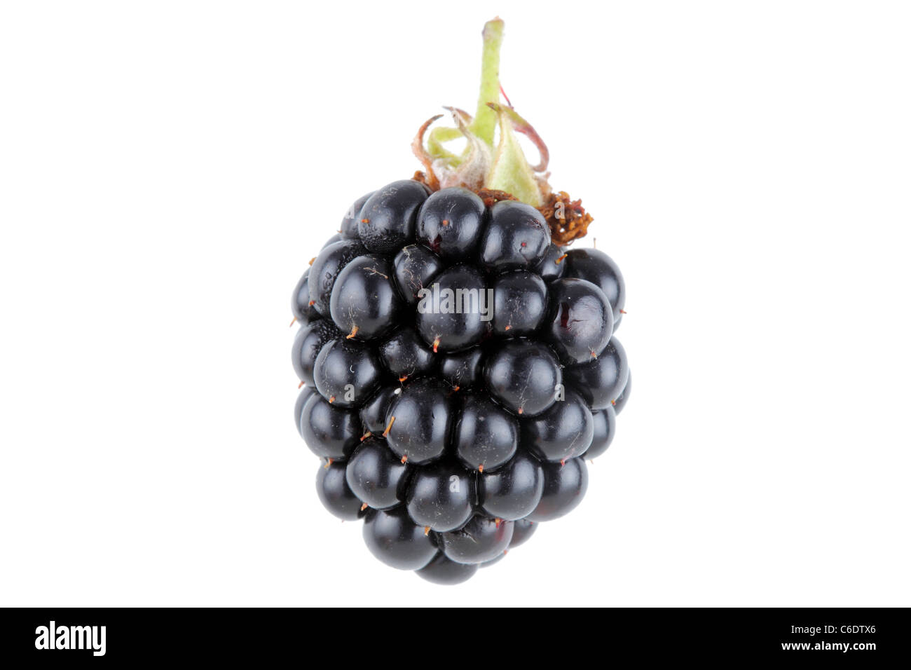 single ripe blackberry against white background Stock Photo - Alamy