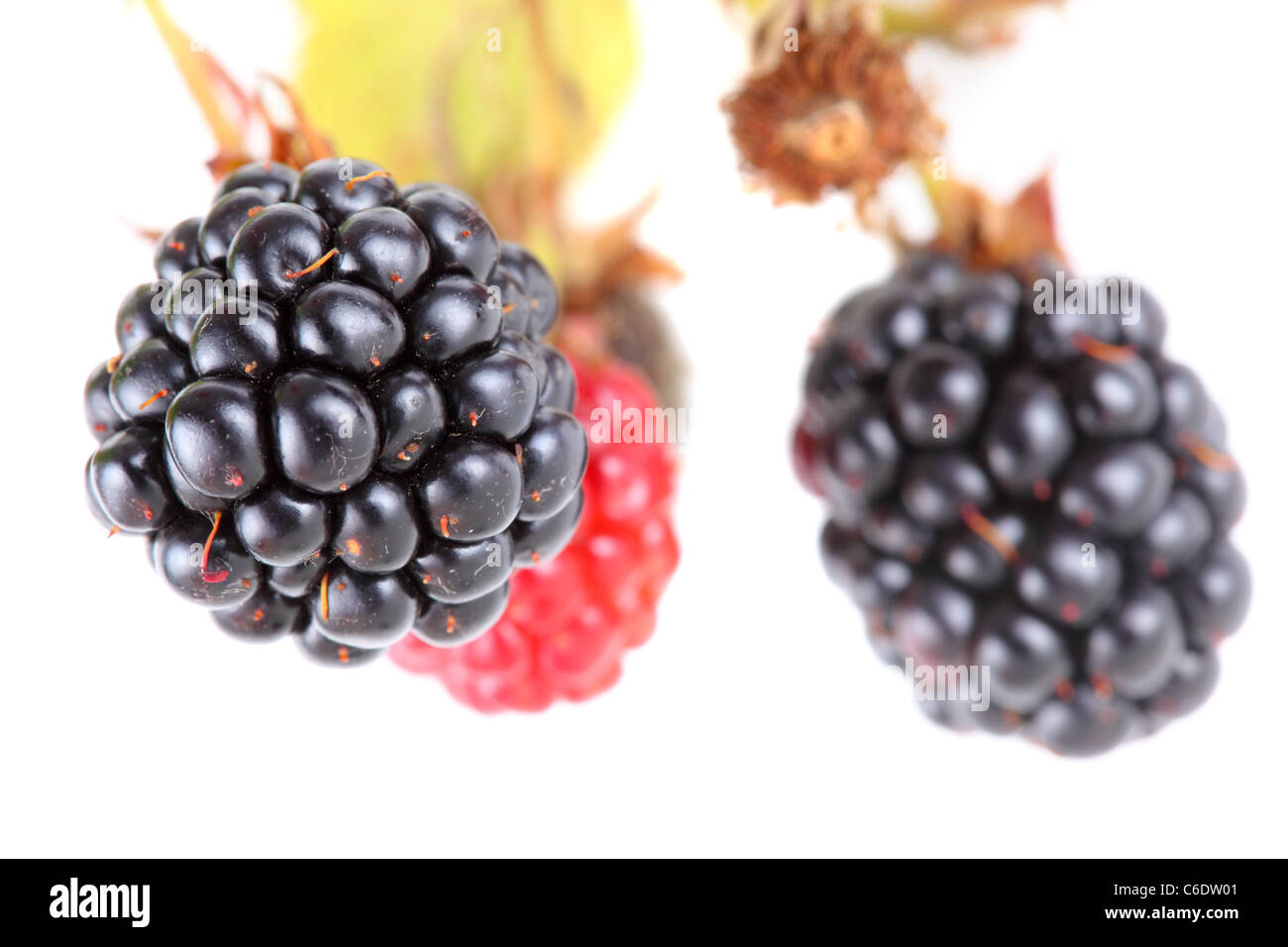 ripe and red blackberries against white background Stock Photo - Alamy