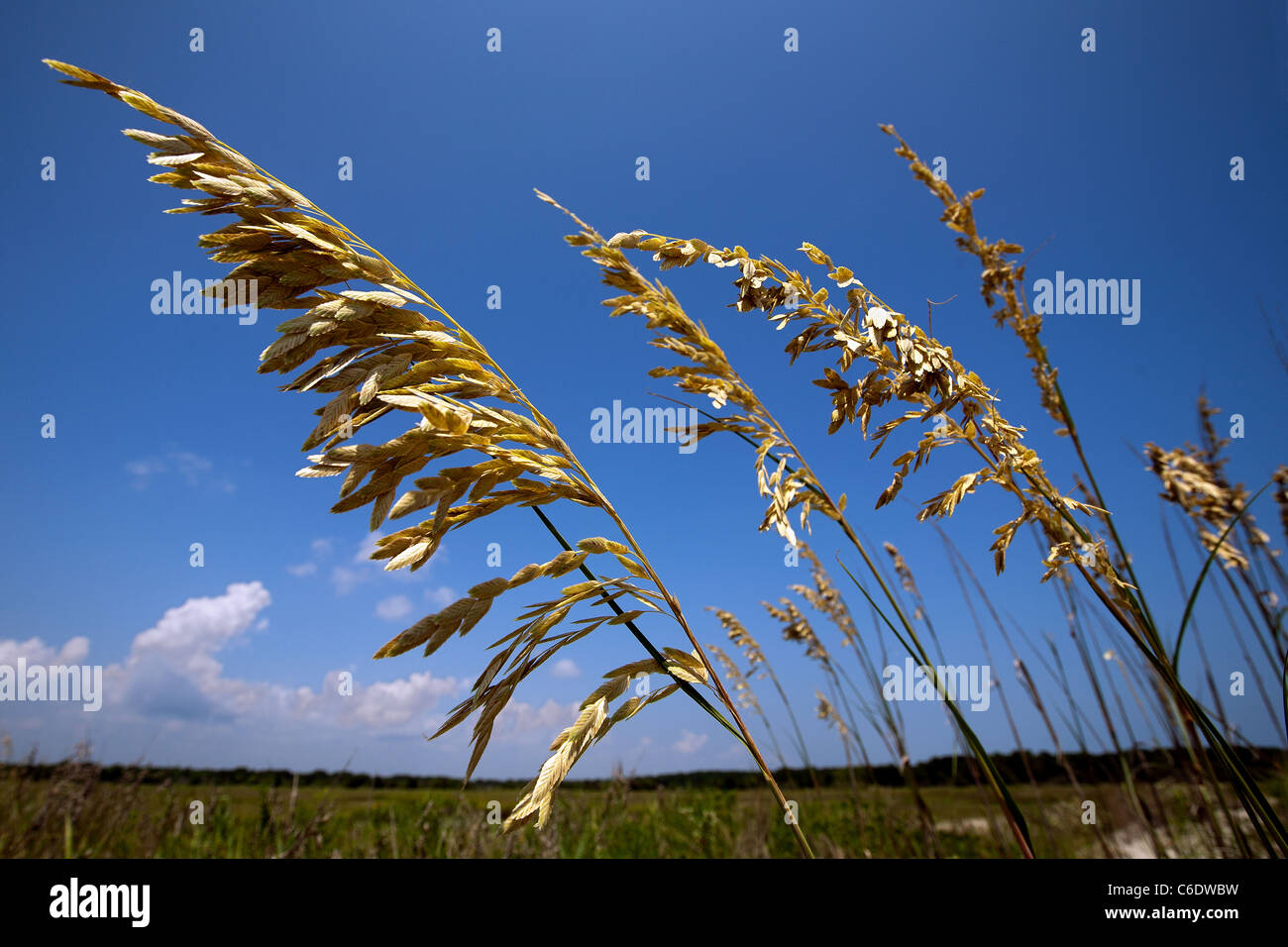 Sea oats on Capers Island, South Carolina Stock Photo - Alamy