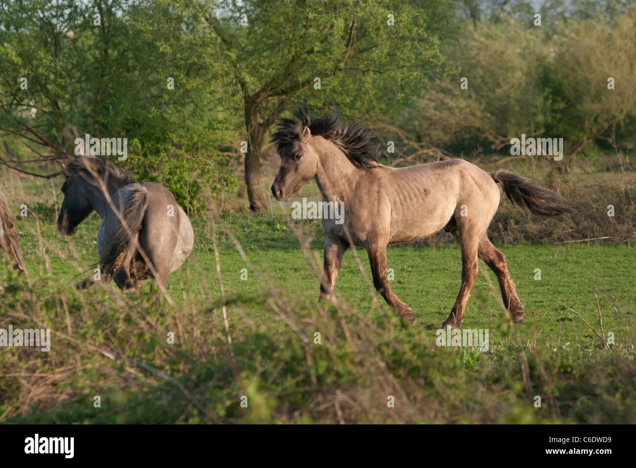 Konik wild horse animal The Netherlands wildlife Stock Photo - Alamy