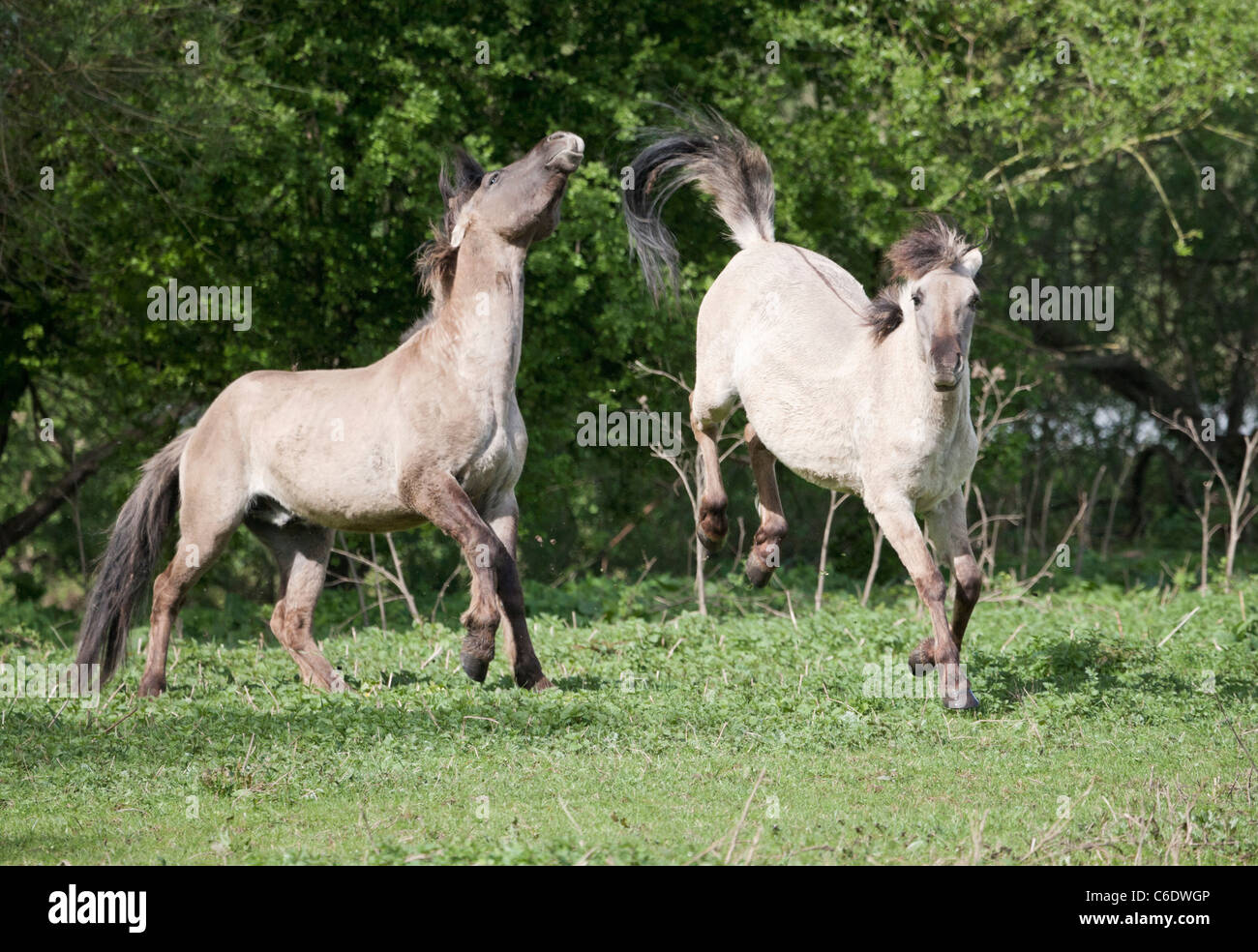 Konik wild horse animal The Netherlands wildlife Stock Photo - Alamy
