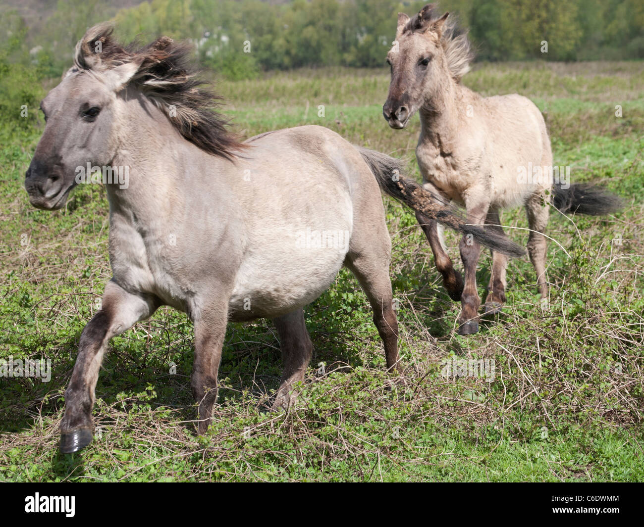 Konik wild horse animal The Netherlands wildlife Stock Photo - Alamy