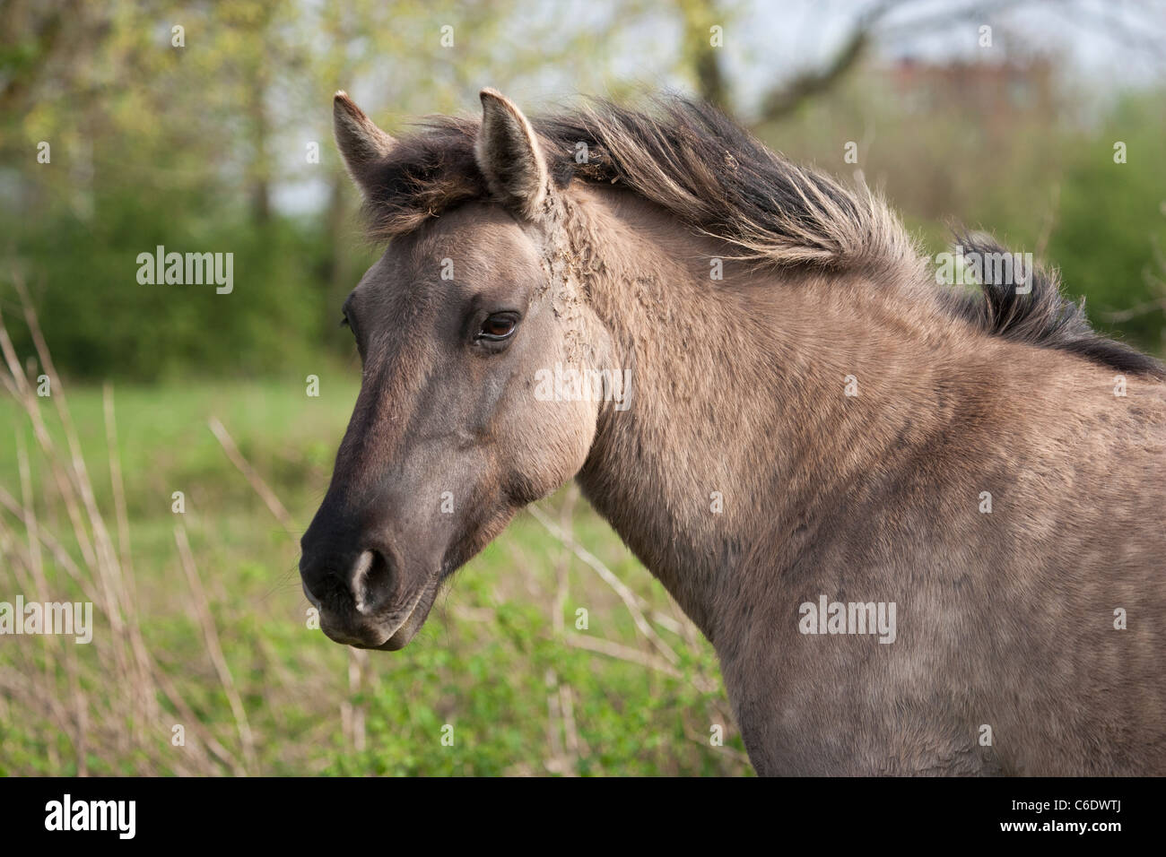 Konik wild horse animal The Netherlands wildlife Stock Photo - Alamy