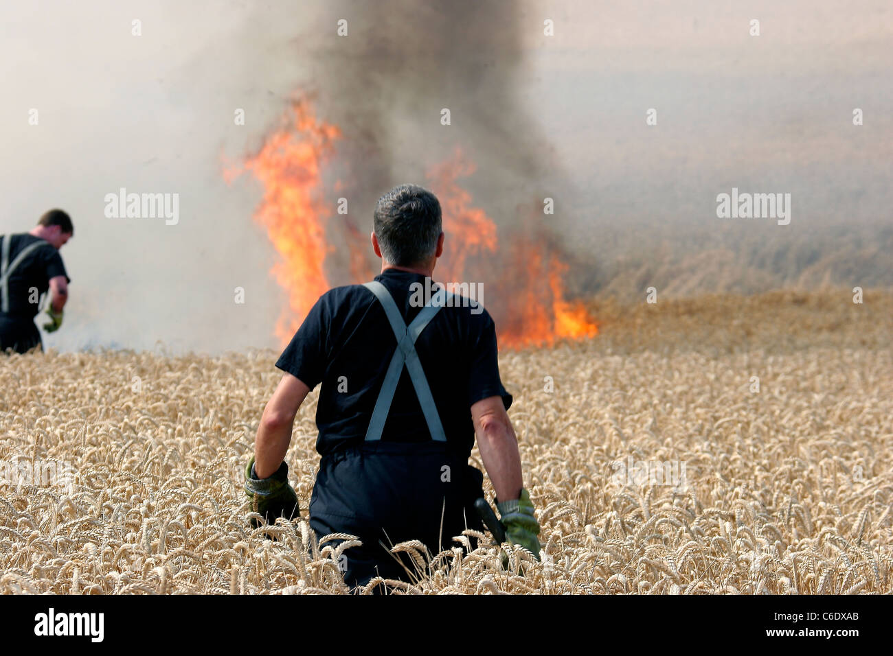 Firefighters tackle a cornfield fire in Essex UK Stock Photo - Alamy