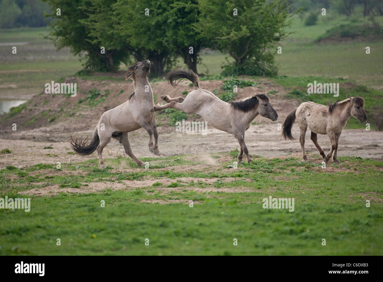 Konik wild horse animal The Netherlands wildlife Stock Photo - Alamy
