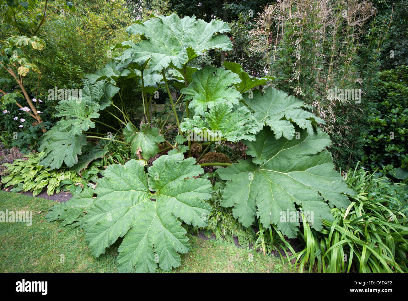 A large Gunnera manicata plant growing in an English country garden ...