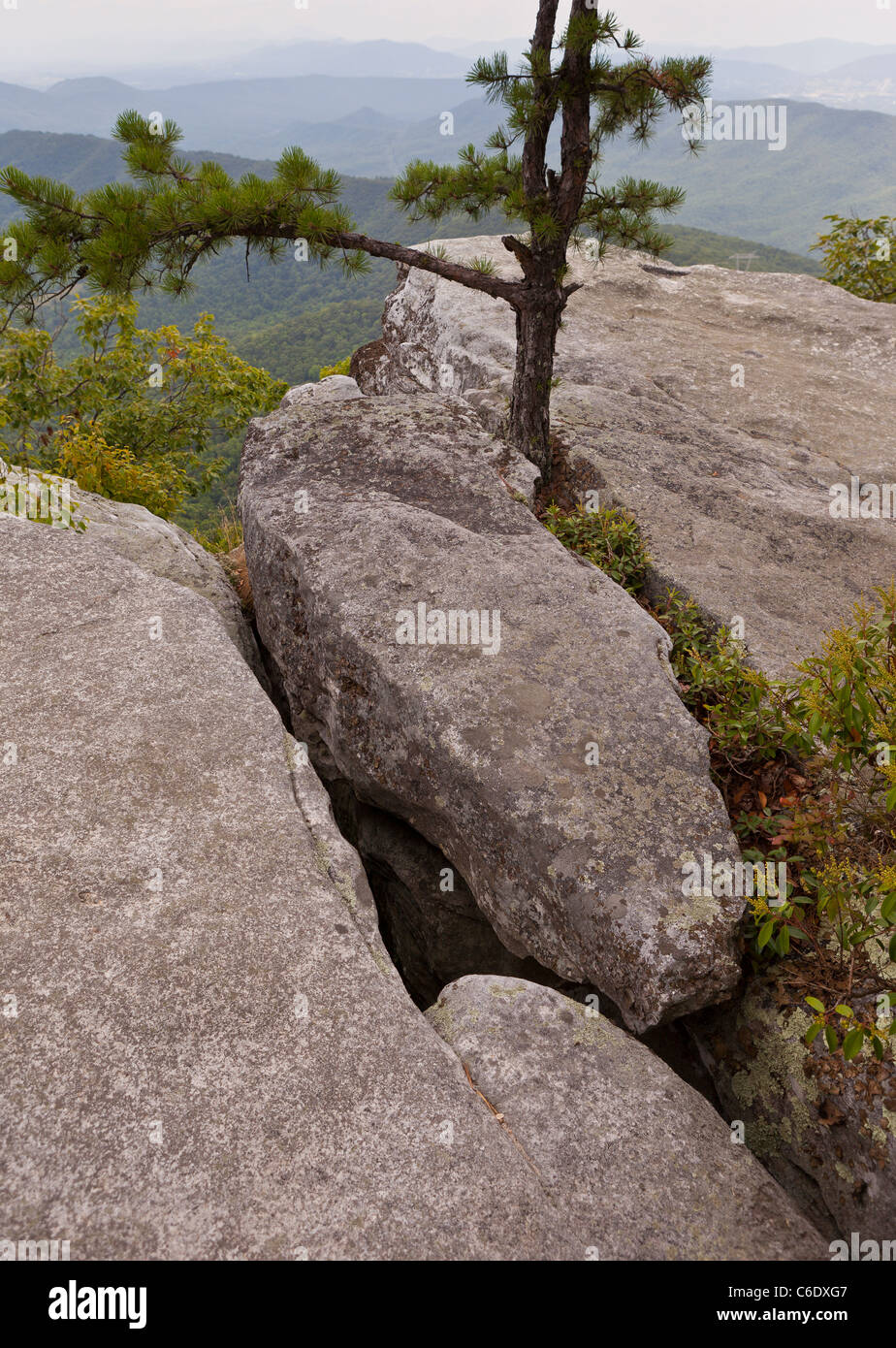 APPALACHIAN TRAIL, VIRGINIA, USA - Cracked rock and tree at McAfee Knob ...