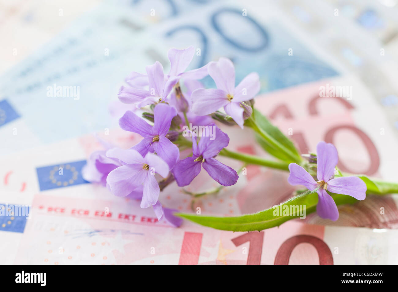 Violet flowers on Euro banknotes Stock Photo - Alamy