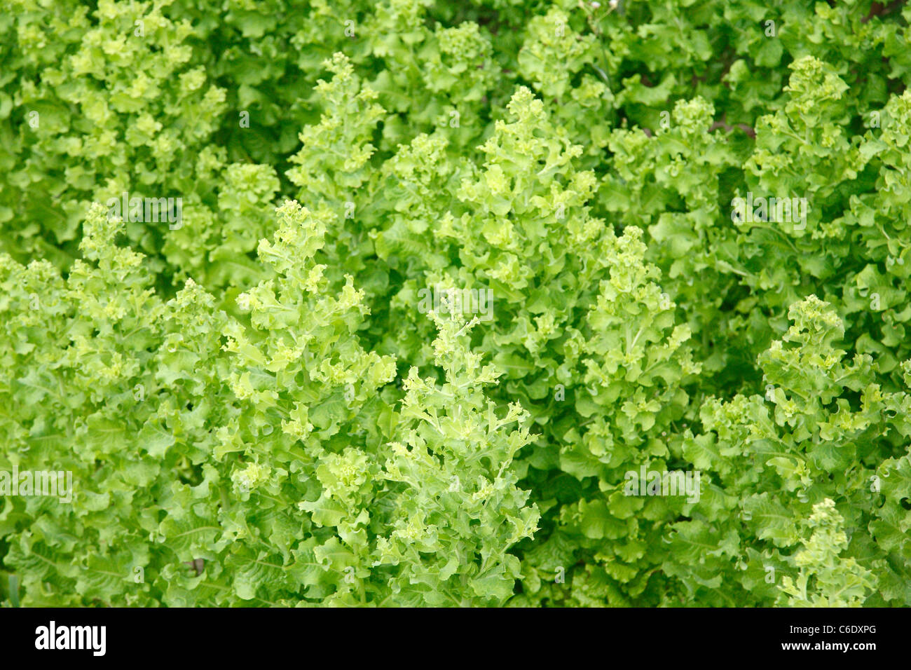 Overgrown lettuce plants Stock Photo - Alamy