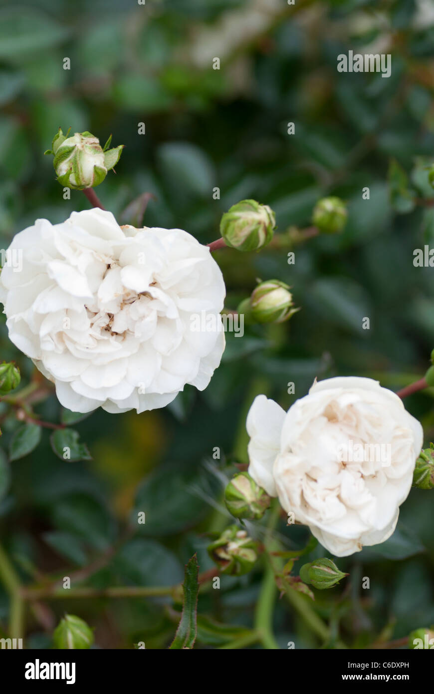 Rosa swany hi-res stock photography and images - Alamy