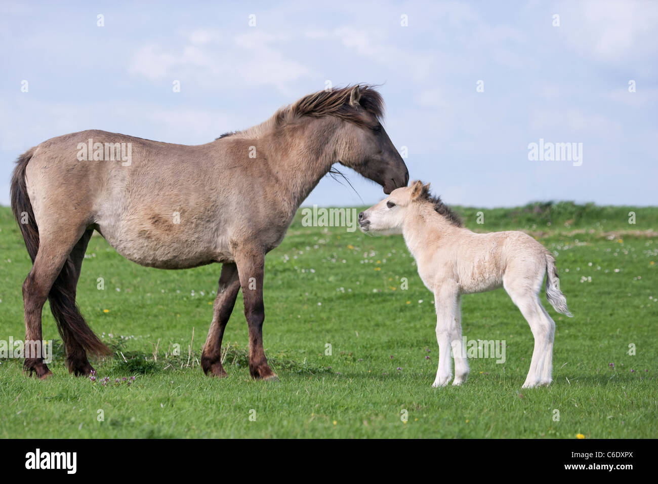 Konik wild horse animal The Netherlands wildlife Stock Photo - Alamy