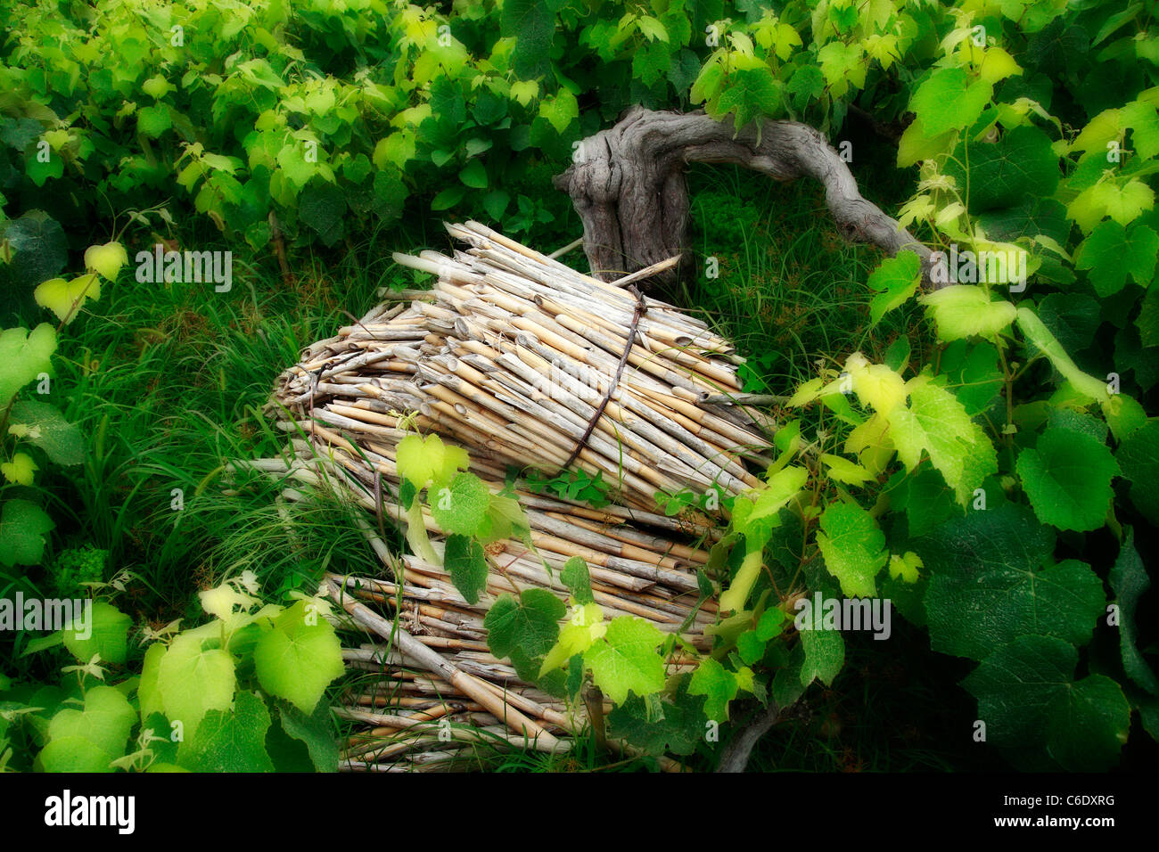 Grape vines in Azores islands, Portugal Stock Photo - Alamy