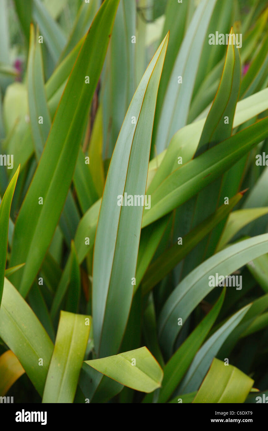 New Zealand flax (Phormium tenax) foliage Stock Photo - Alamy