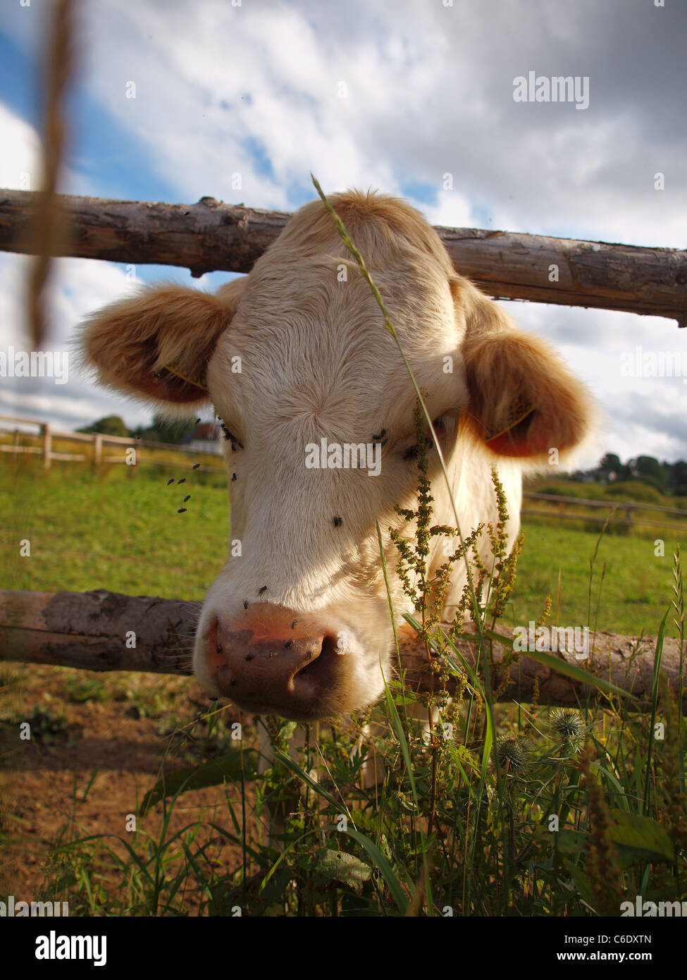 Cow keeping hi-res stock photography and images - Alamy
