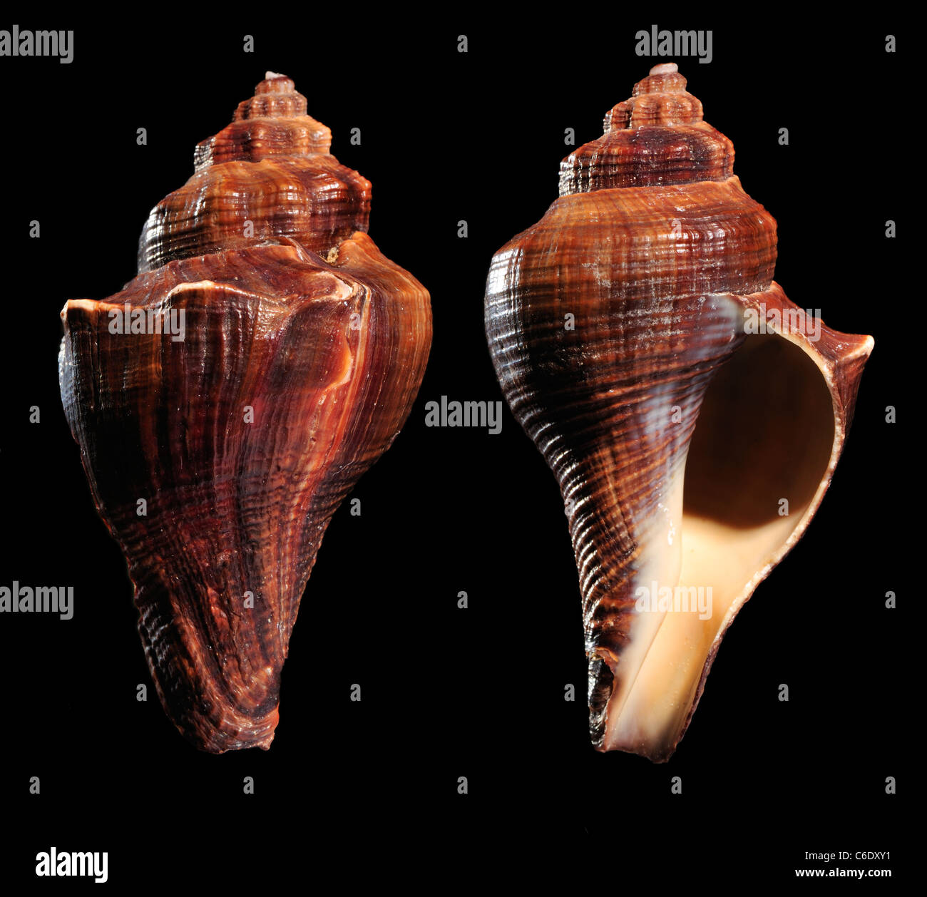 Spiral melongena / Winding Stair Shell / Melon Conch (Pugilina ...