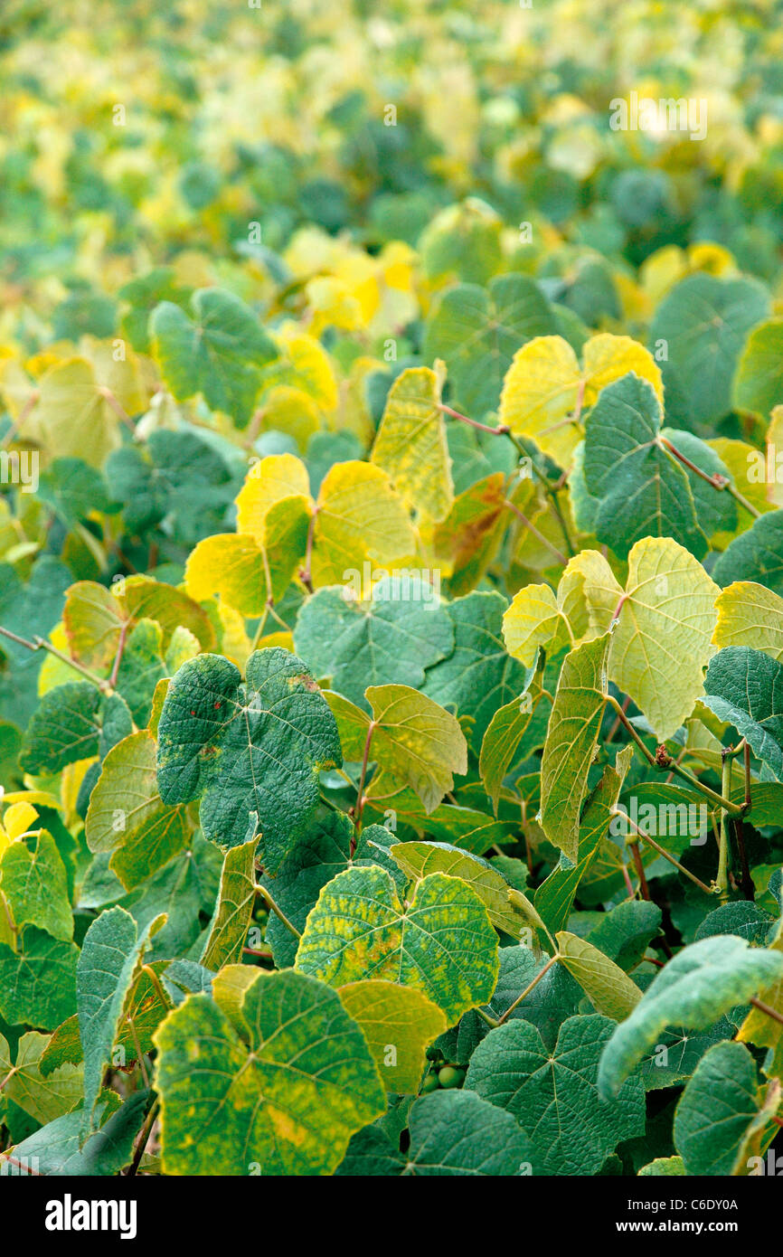 Grapevines in Azores islands, Portugal Stock Photo - Alamy