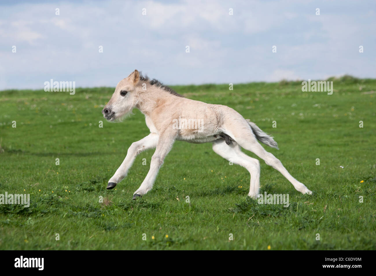 Konik wild horse animal The Netherlands wildlife Stock Photo - Alamy