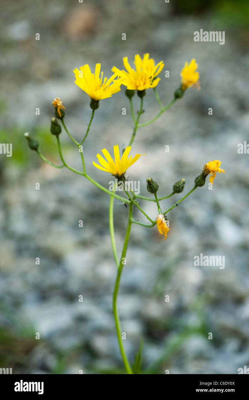 Common Hawkweed, Hieracium vulgatum, in flower Stock Photo - Alamy