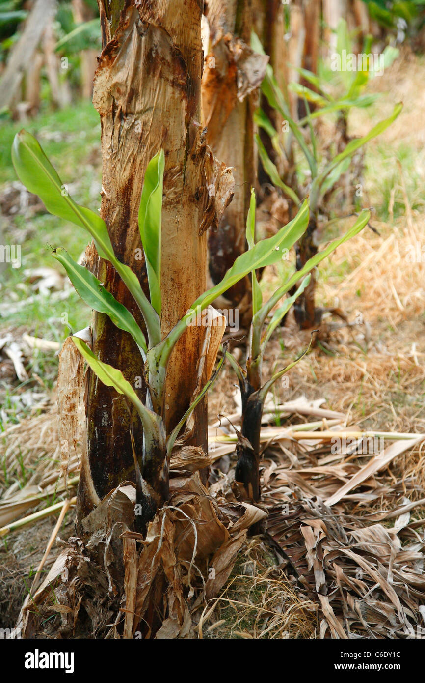 Banana plant sprouting hi-res stock photography and images - Alamy