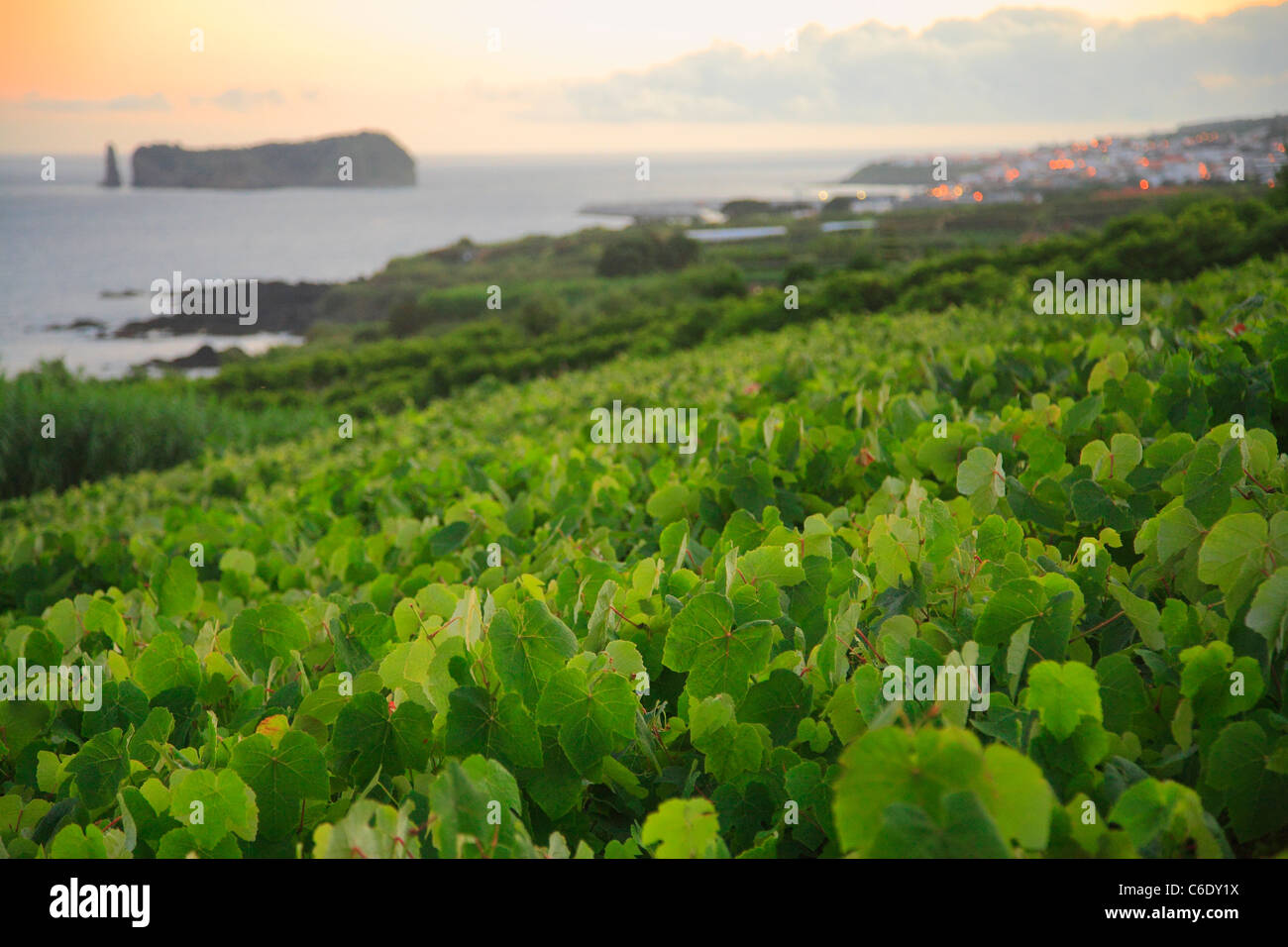 Tainhas portugal hi-res stock photography and images - Alamy