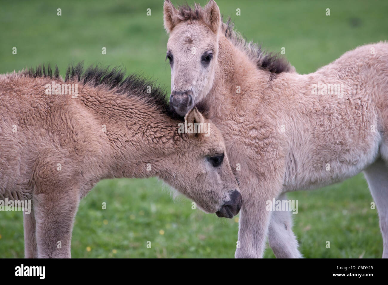 Konik wild horse animal The Netherlands wildlife Stock Photo - Alamy