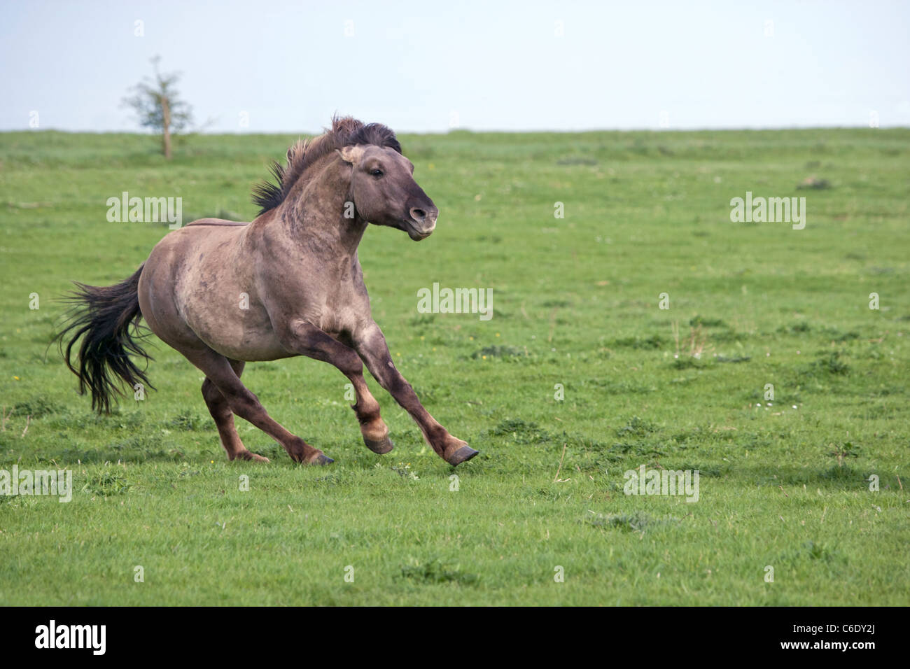 Konik wild horse animal The Netherlands wildlife Stock Photo - Alamy