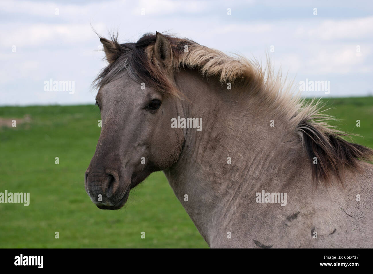 Konik wild horse animal The Netherlands wildlife Stock Photo - Alamy
