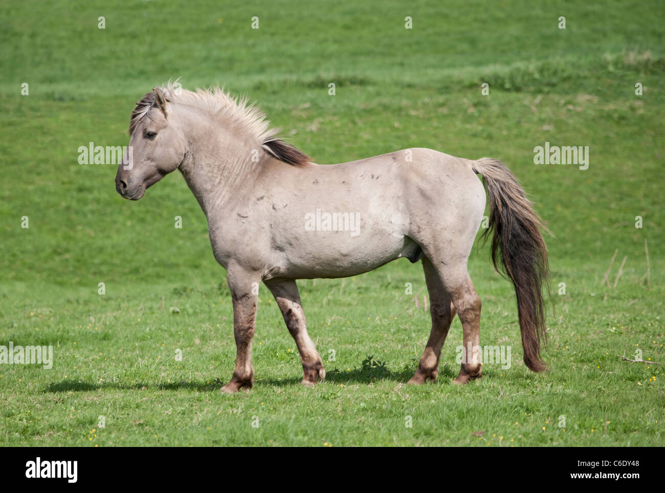 Konik wild horse animal The Netherlands wildlife Stock Photo - Alamy