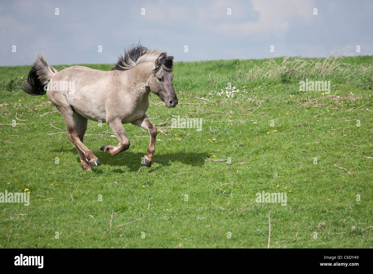 Konik wild horse animal The Netherlands wildlife Stock Photo - Alamy