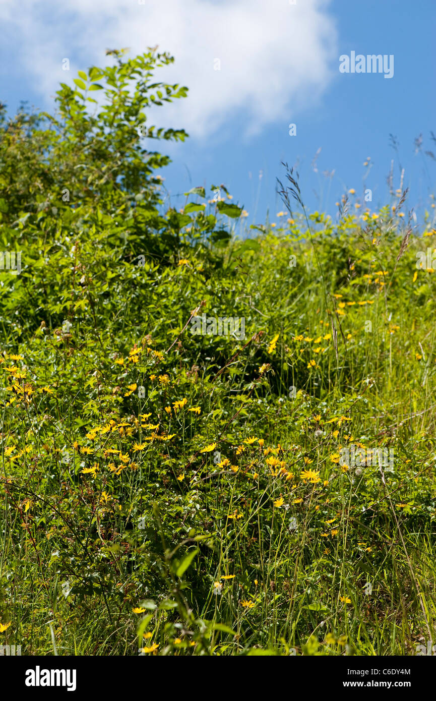 Common Hawkweed, Hieracium vulgatum, in flower Stock Photo - Alamy
