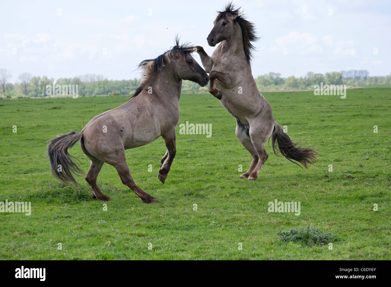 Konik wild horse animal The Netherlands wildlife Stock Photo - Alamy
