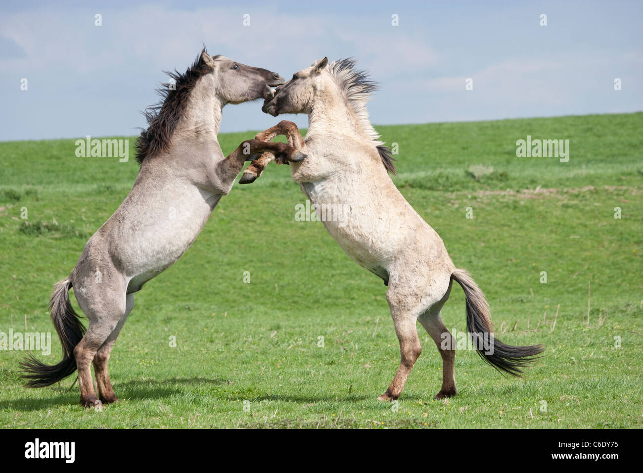 Konik wild horse animal The Netherlands wildlife Stock Photo - Alamy