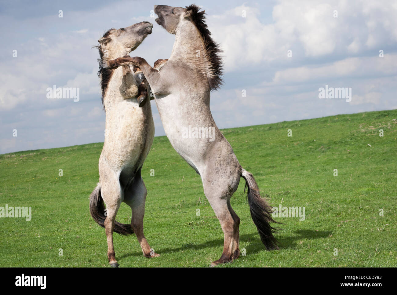 Konik horse hi-res stock photography and images - Alamy