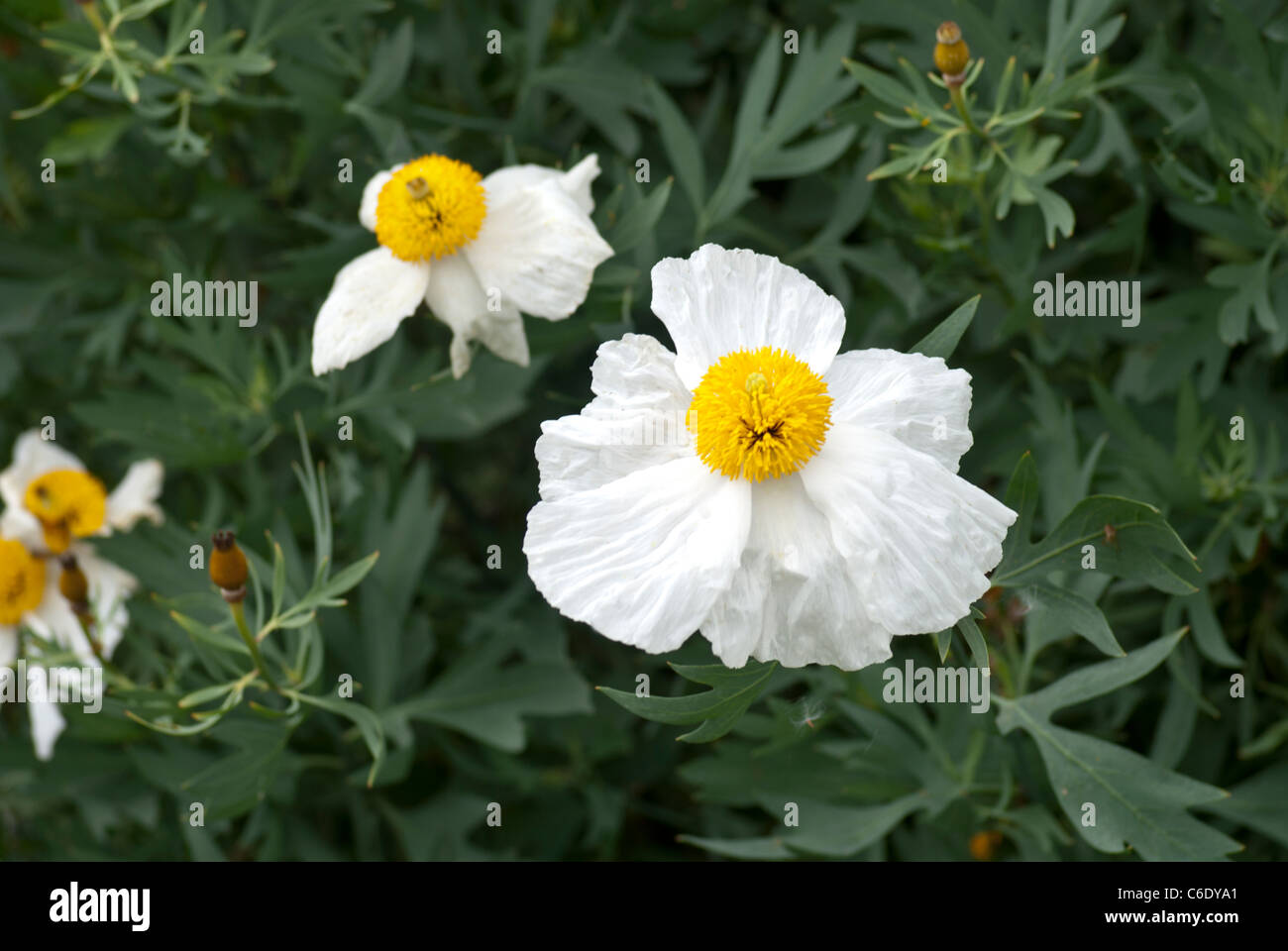 Romneya coulteri flowers hi-res stock photography and images - Alamy