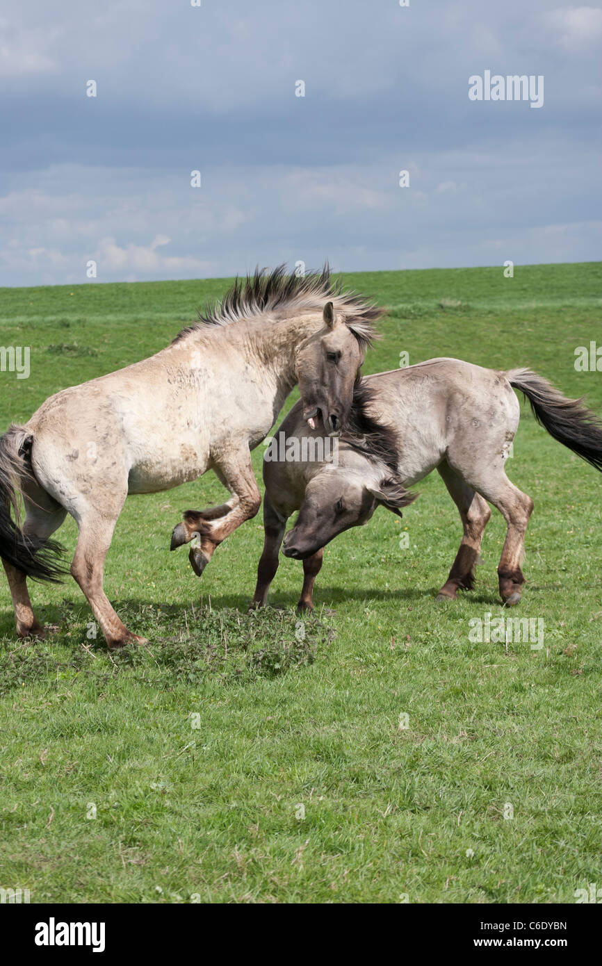 Konik wild horse animal The Netherlands wildlife Stock Photo - Alamy
