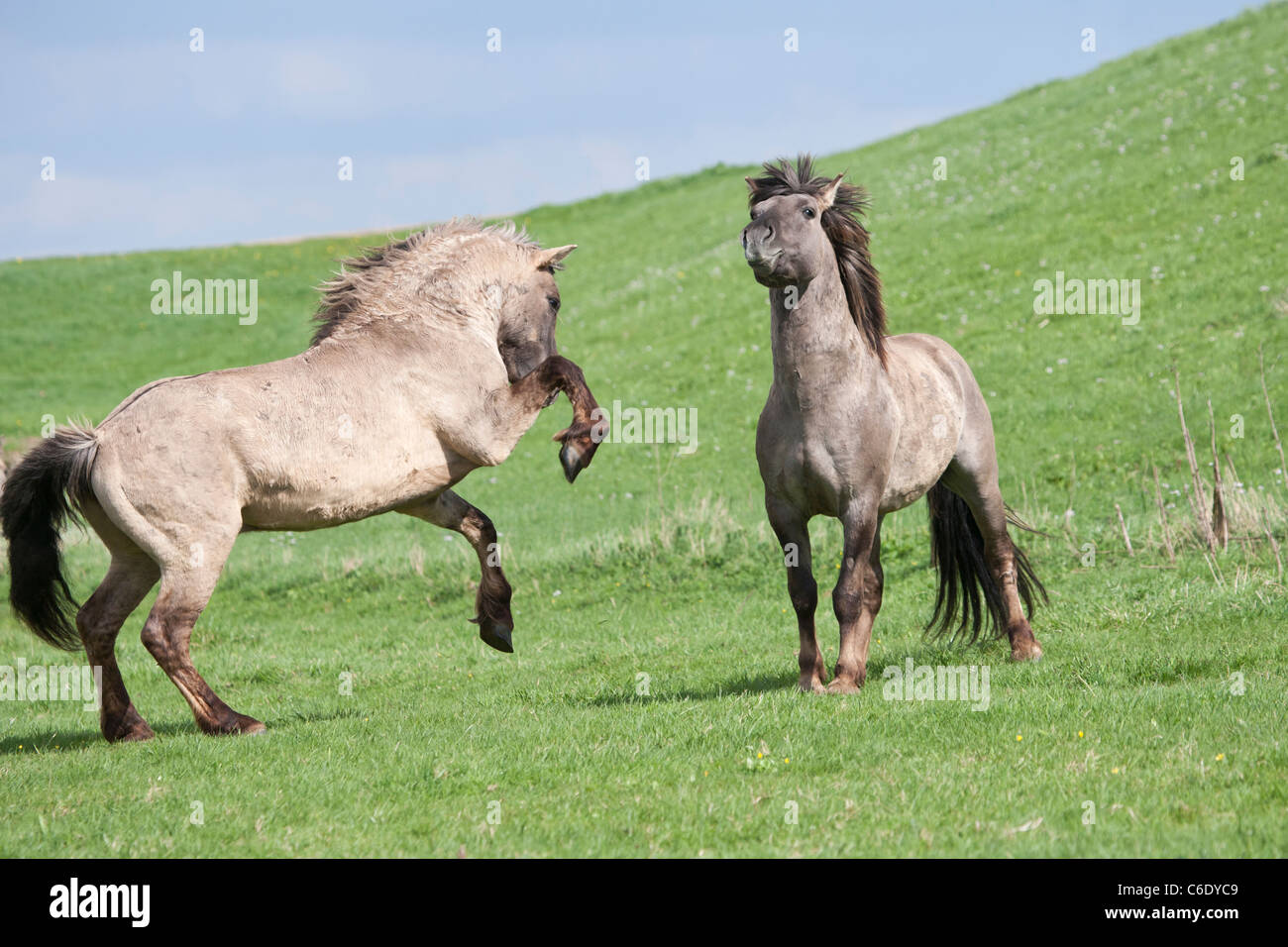 Konik wild horse animal The Netherlands wildlife Stock Photo - Alamy