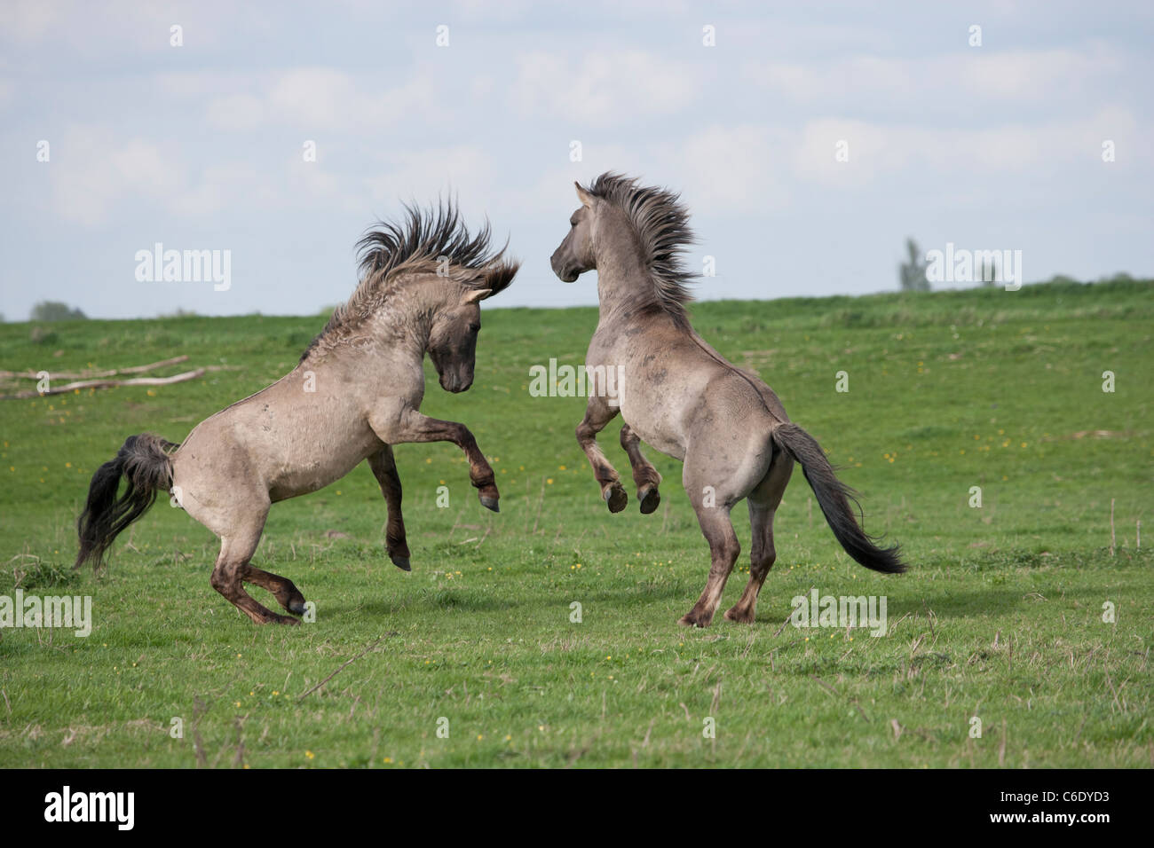 Konik wild horse animal The Netherlands wildlife Stock Photo - Alamy