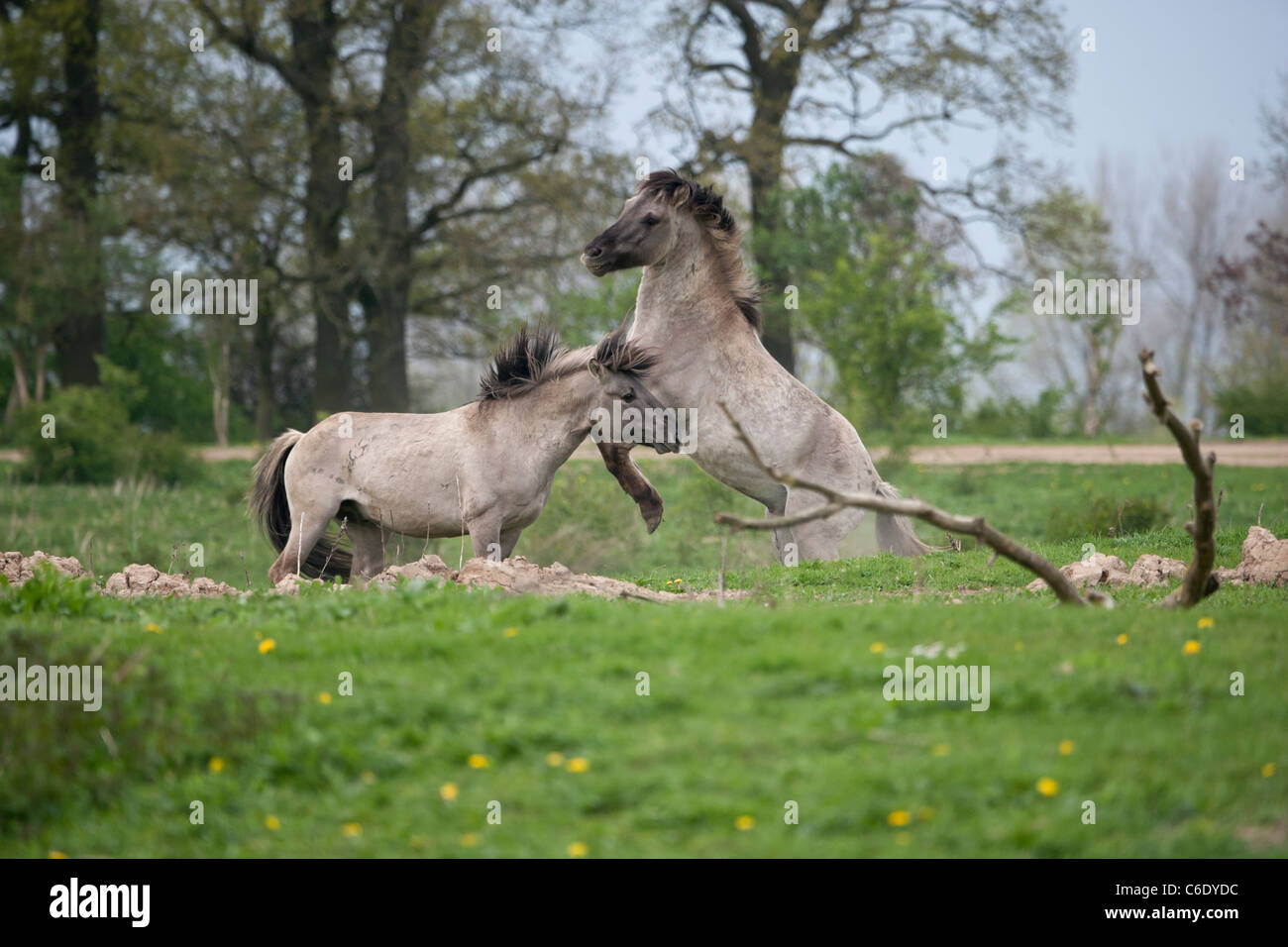 Konik wild horse animal The Netherlands wildlife Stock Photo - Alamy
