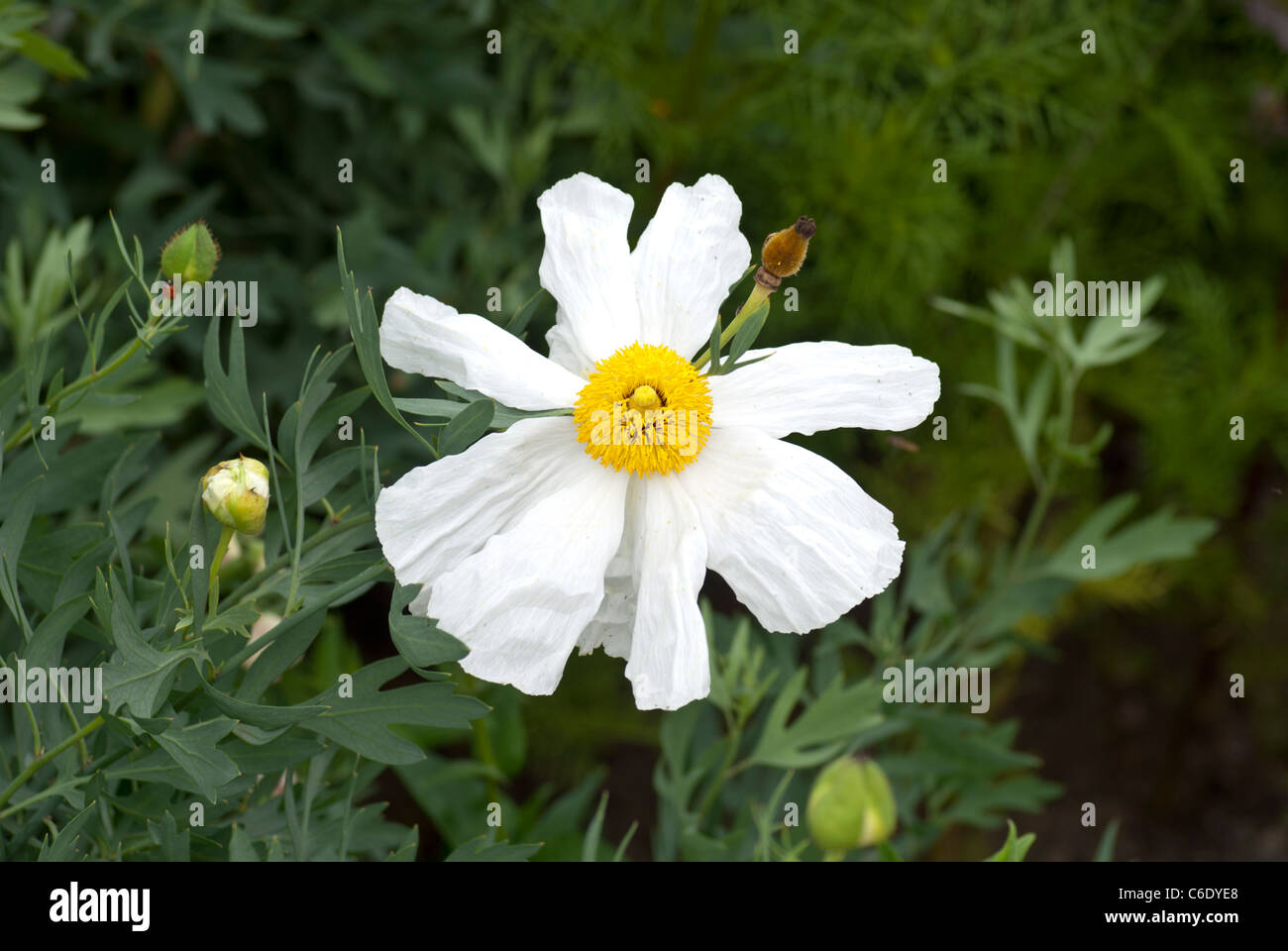 Romneya coulteri flowering hi-res stock photography and images - Alamy