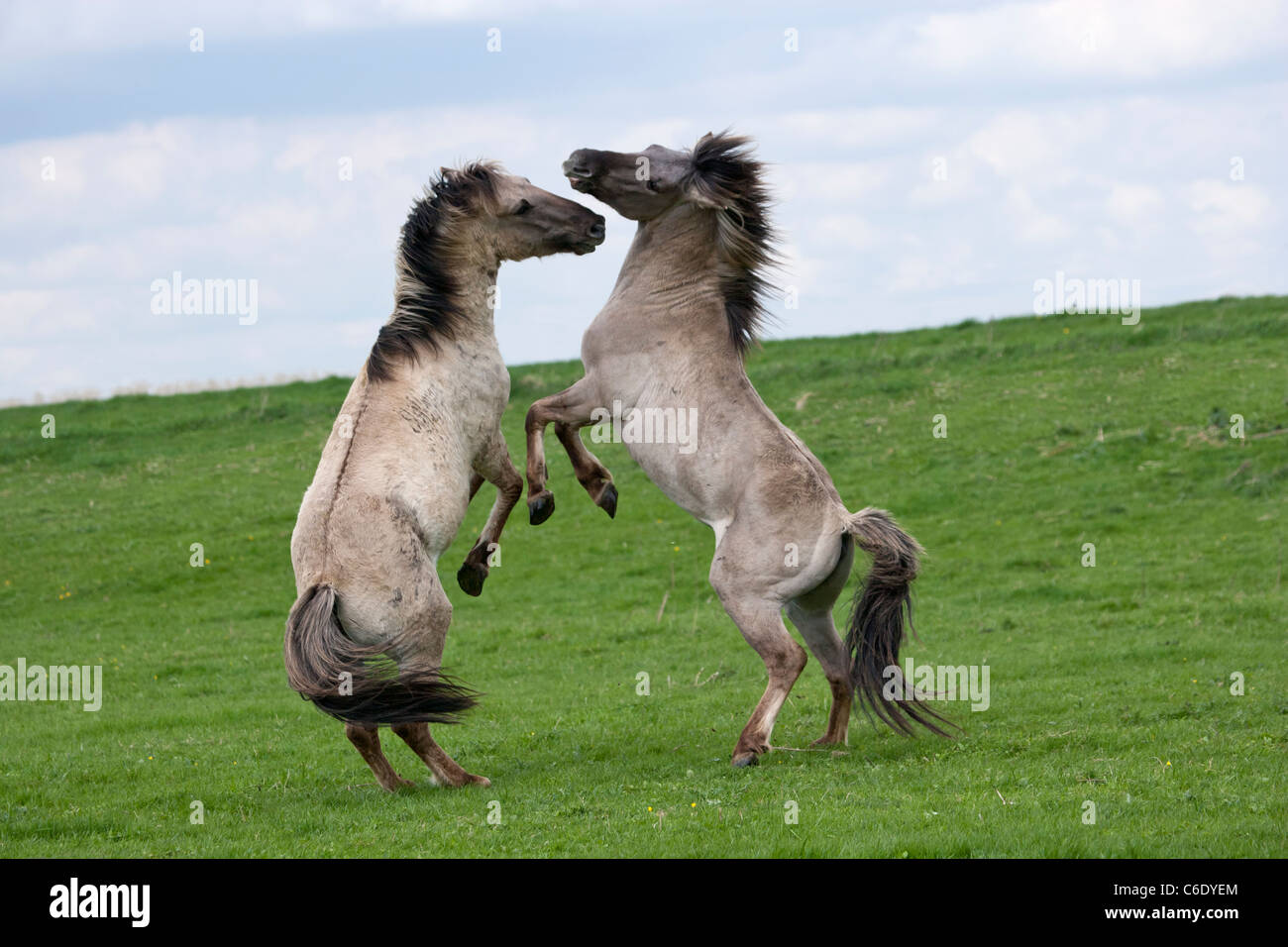 Konik horse hi-res stock photography and images - Alamy