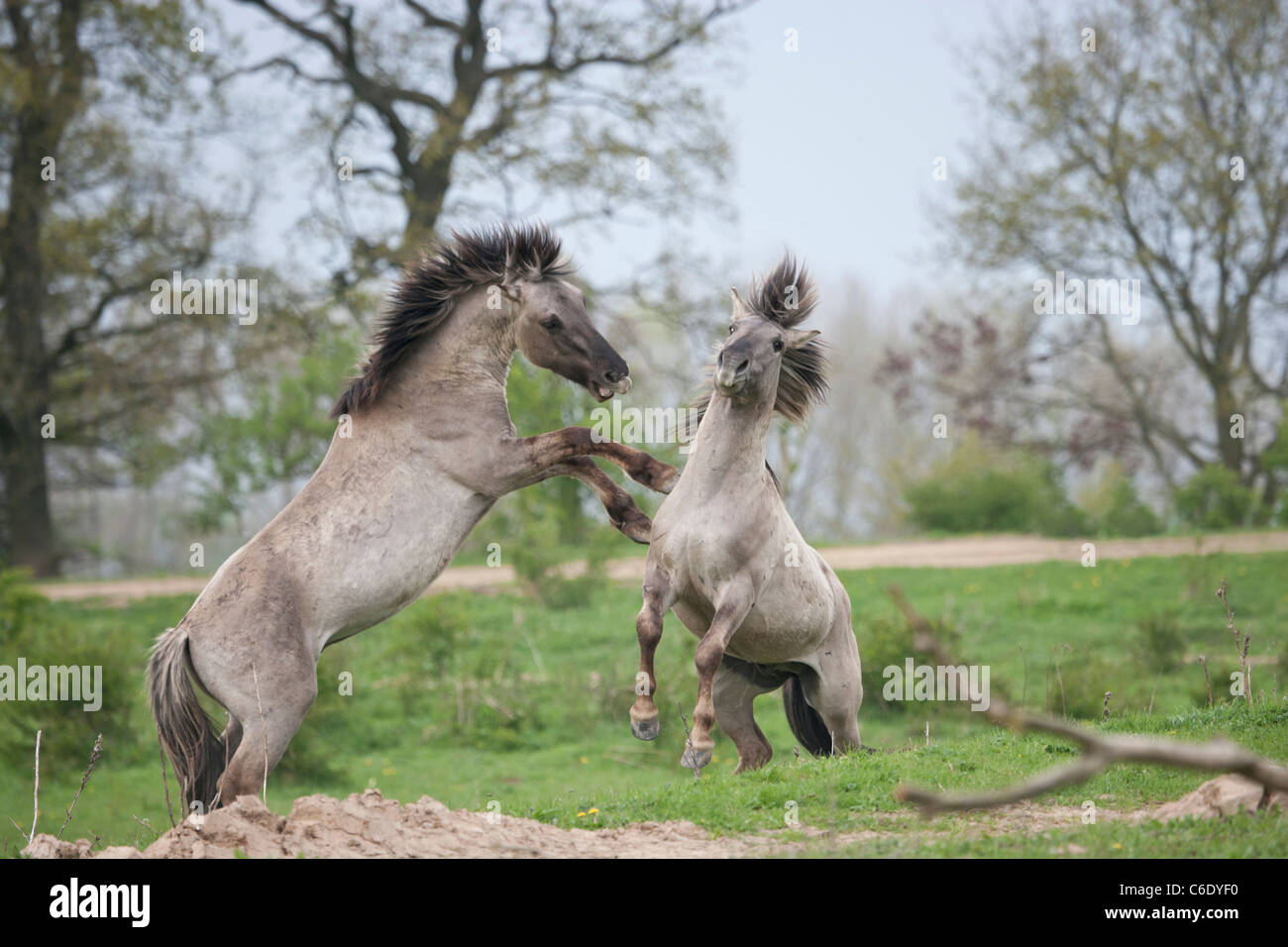 Konik wild horse animal The Netherlands wildlife Stock Photo - Alamy