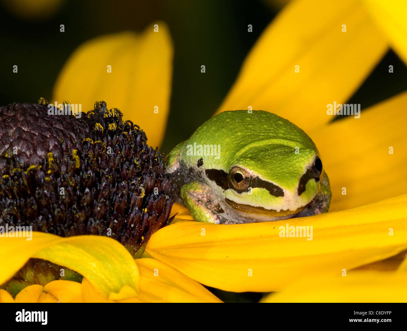 Pacific treefrog hi-res stock photography and images - Alamy