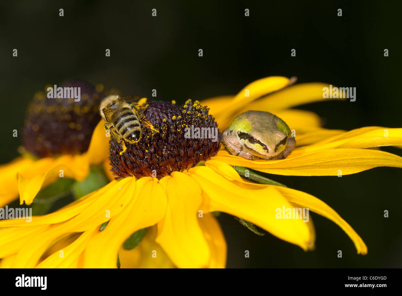 Hyla regilla hi-res stock photography and images - Alamy