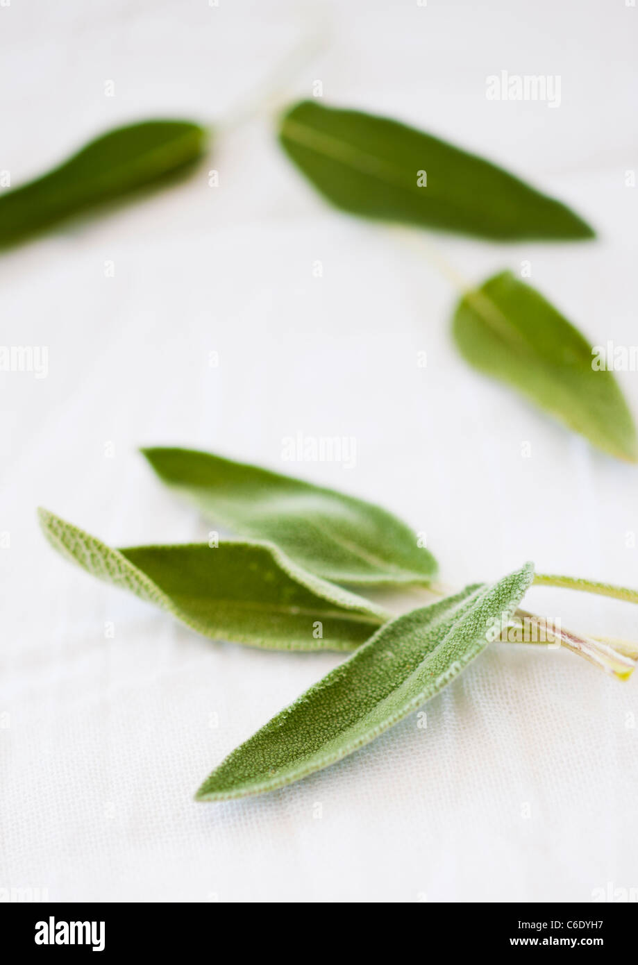 Fresh sage herbs Stock Photo - Alamy