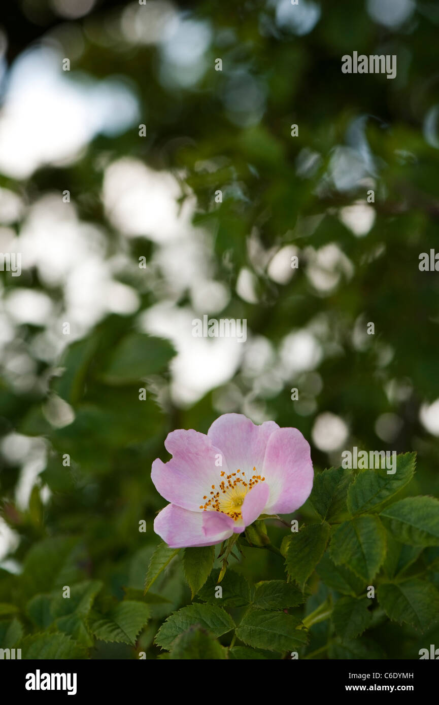 Rose pale pink dog rose hi-res stock photography and images - Alamy